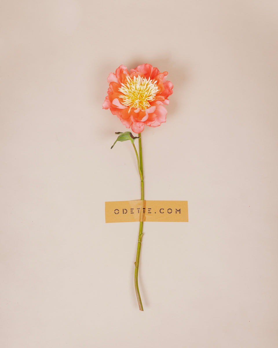 Pioenroos– Odette Flowers